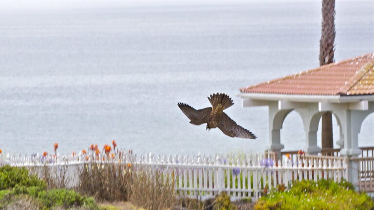 How Falcons Strike at 200 MPH Using Gravity’s Full Force - bird-life.com