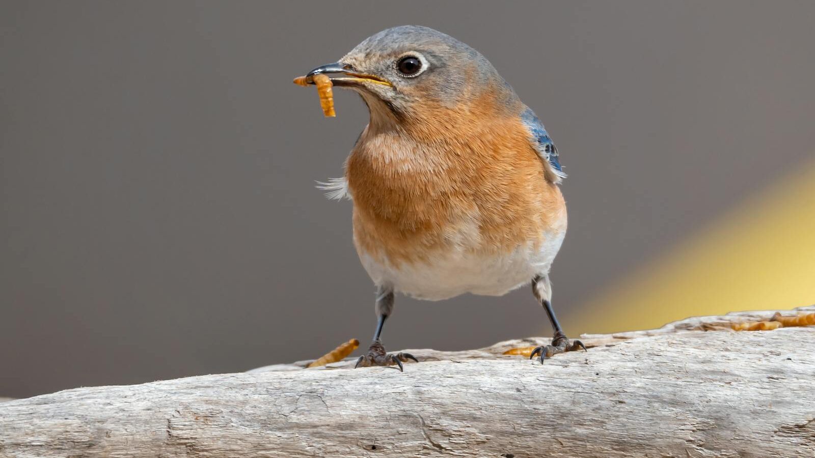How to Get Birds to Eat From Your Hand Without Scaring Them Off - bird ...