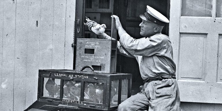The War Pigeons That Carried Messages Through Gunfire - bird-life.com