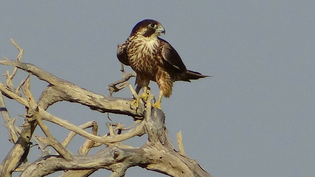 Hunting School in the Sky? 7 Young Raptors That Learn Through Play ...