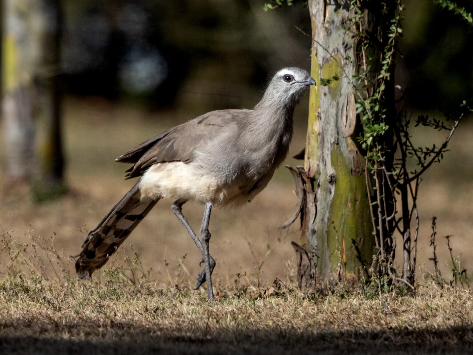 The Giant Bird With a Beak That Could Crush Bone - bird-life.com