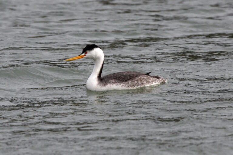 5 Birds That Can Walk on Water (Sort of) - bird-life.com