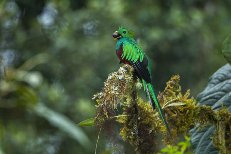 Why the Resplendent Quetzal Was a Sacred Icon - bird-life.com