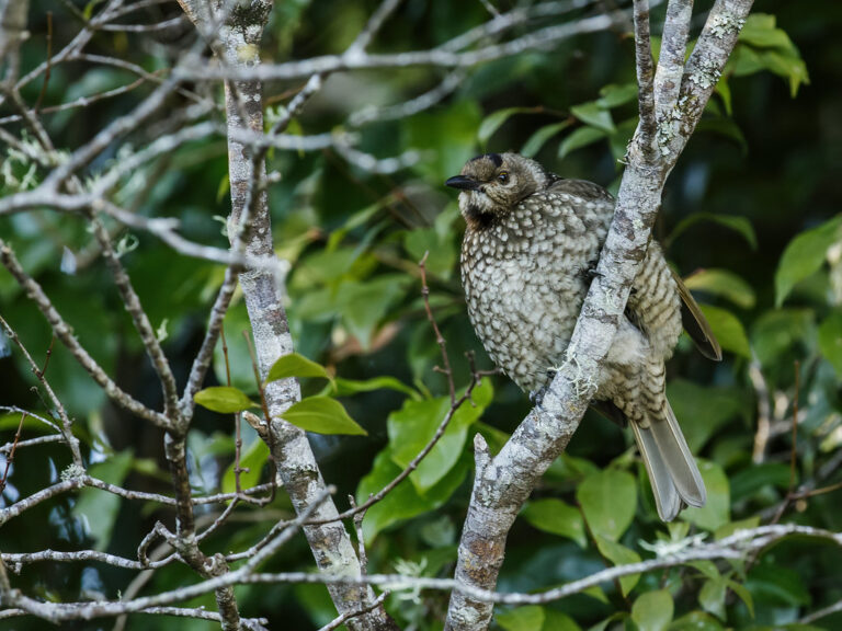 How the Bowerbird Uses Architecture to Find Love - bird-life.com