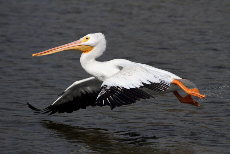 Top 9 Birds With Unexpected Relatives - bird-life.com