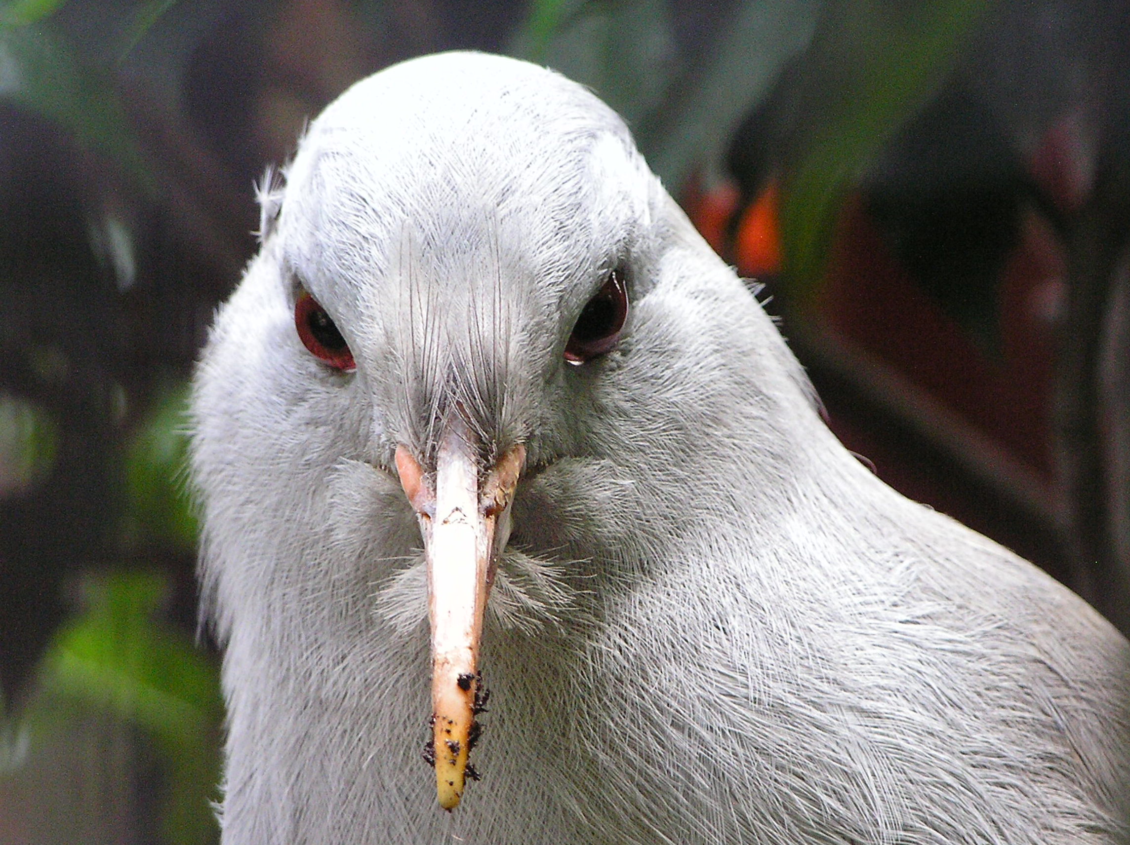 How the Kagu Uses Wing Displays to Defend Territory - bird-life.com