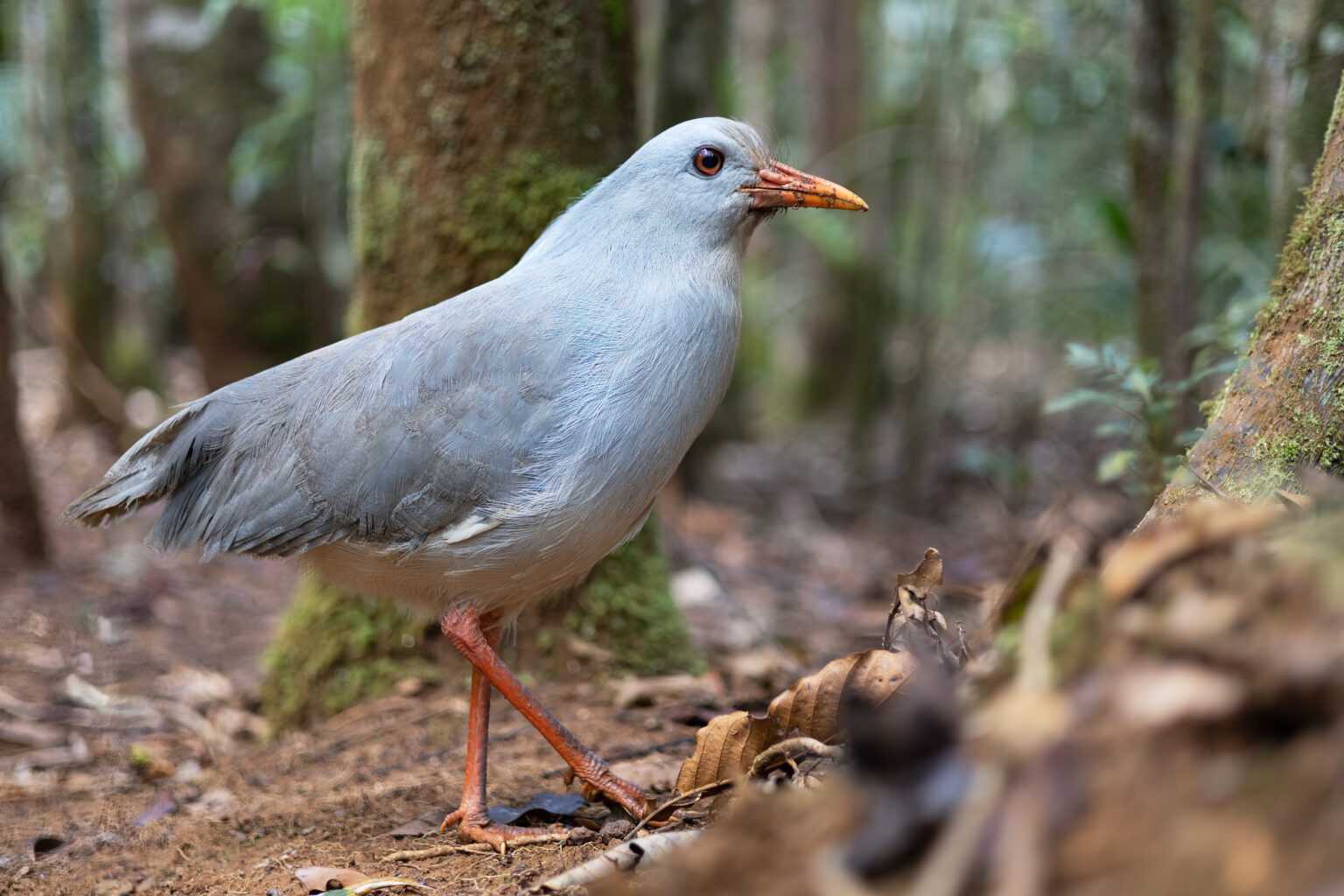 How the Kagu Uses Wing Displays to Defend Territory - bird-life.com