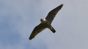 Just How Fast Are Falcons? 7 Speed Facts You Won’t Believe! - bird-life.com