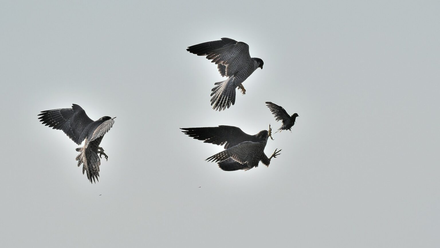 How Falcons Strike at 200 MPH Using Gravity’s Full Force - bird-life.com