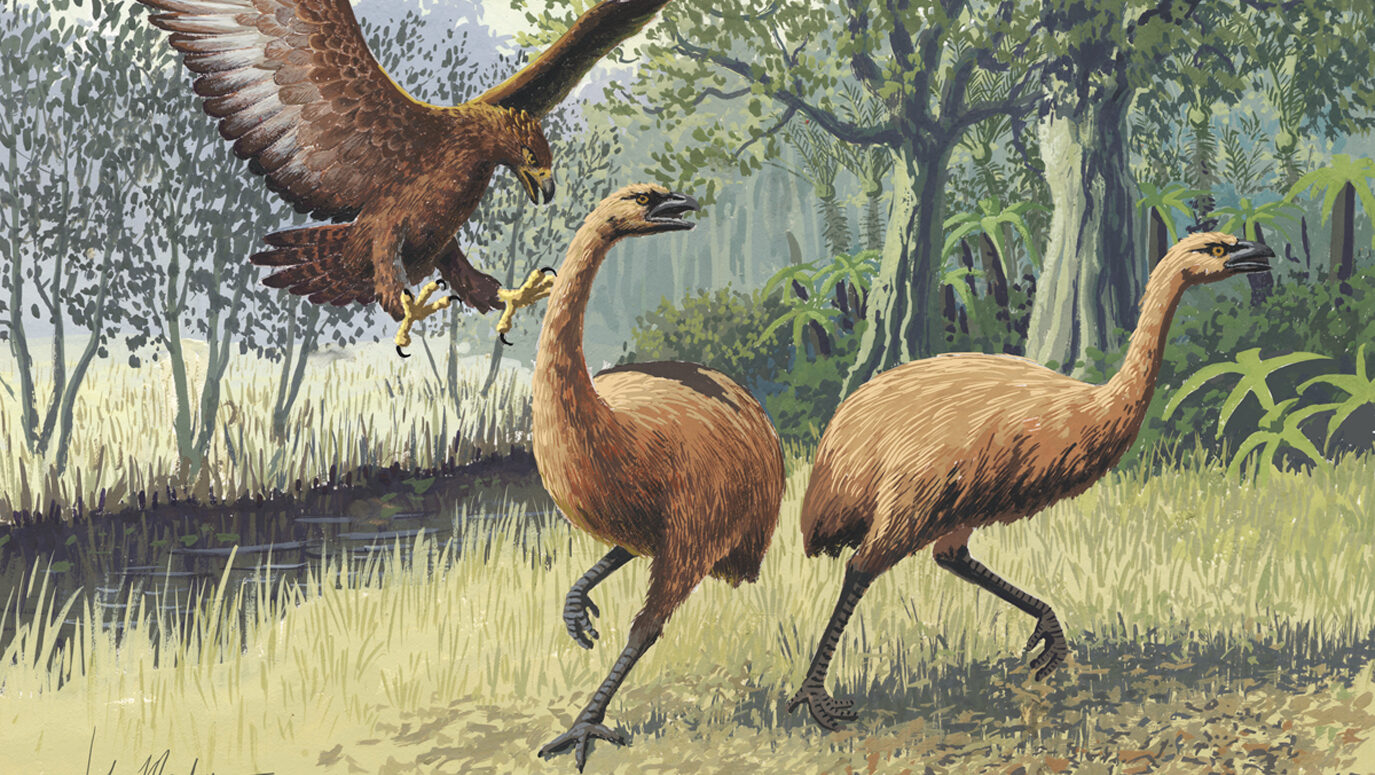 How Birds Survived the Extinction That Wiped Out the Dinosaurs - bird ...