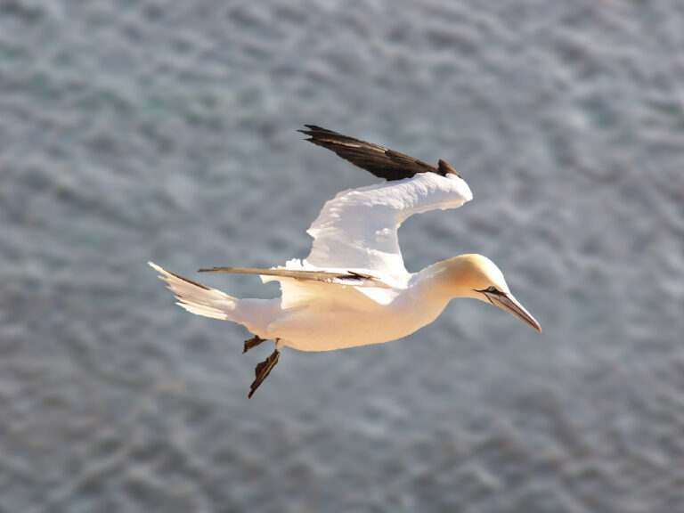 7 Birds of Prey That Hunt at Sea Like Sharks - bird-life.com