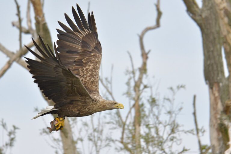 7 Birds of Prey That Hunt at Sea Like Sharks - bird-life.com