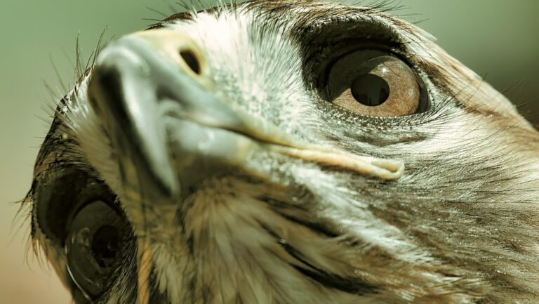 See Like a Hawk 10 Wild Facts About Bird Vision - bird-life.com