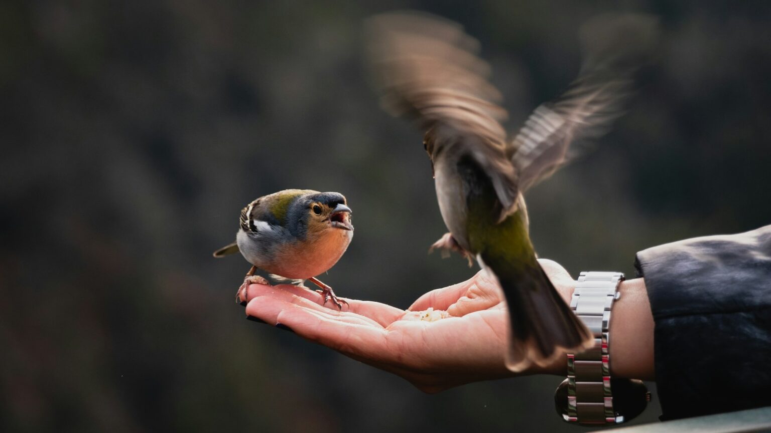 How to Get Birds to Eat From Your Hand Without Scaring Them Off - bird ...