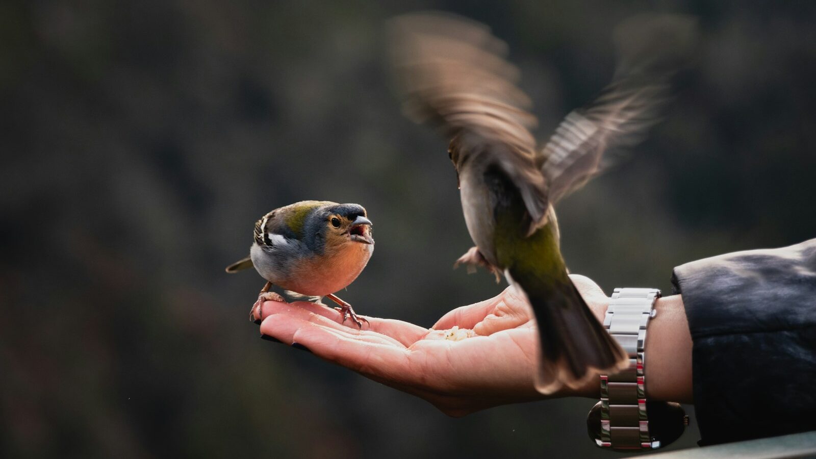 How to Get Birds to Eat From Your Hand Without Scaring Them Off - bird ...