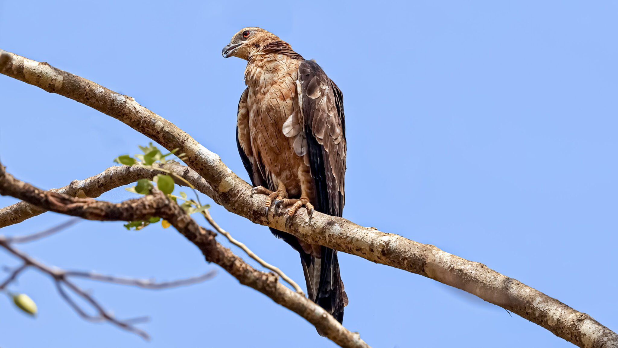 5 Forest Raptors You Rarely See — But They're There - bird-life.com