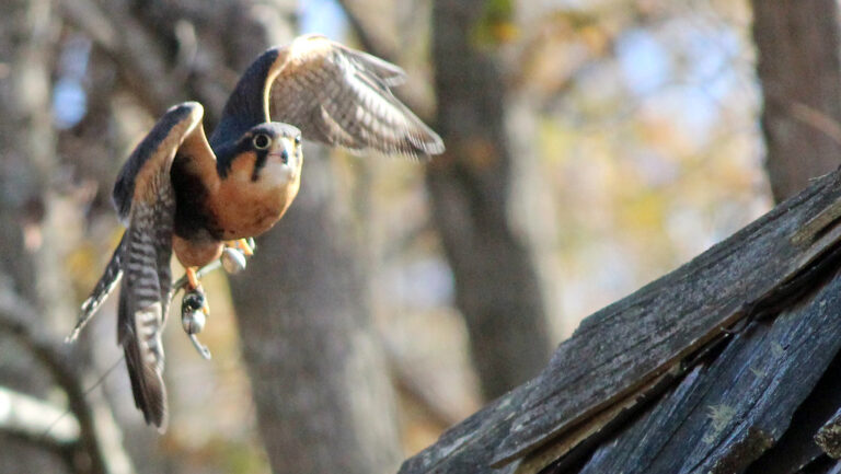 A Day in the Life of a Falcon Speed, Strategy, and Survival - bird-life.com