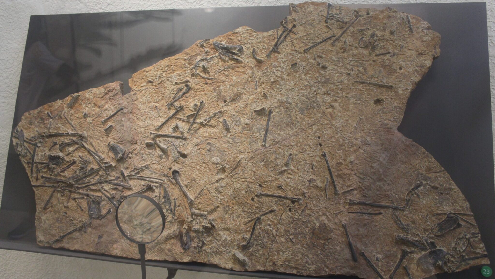 The 5 Strangest Bird Skulls Ever Found in Fossils - bird-life.com