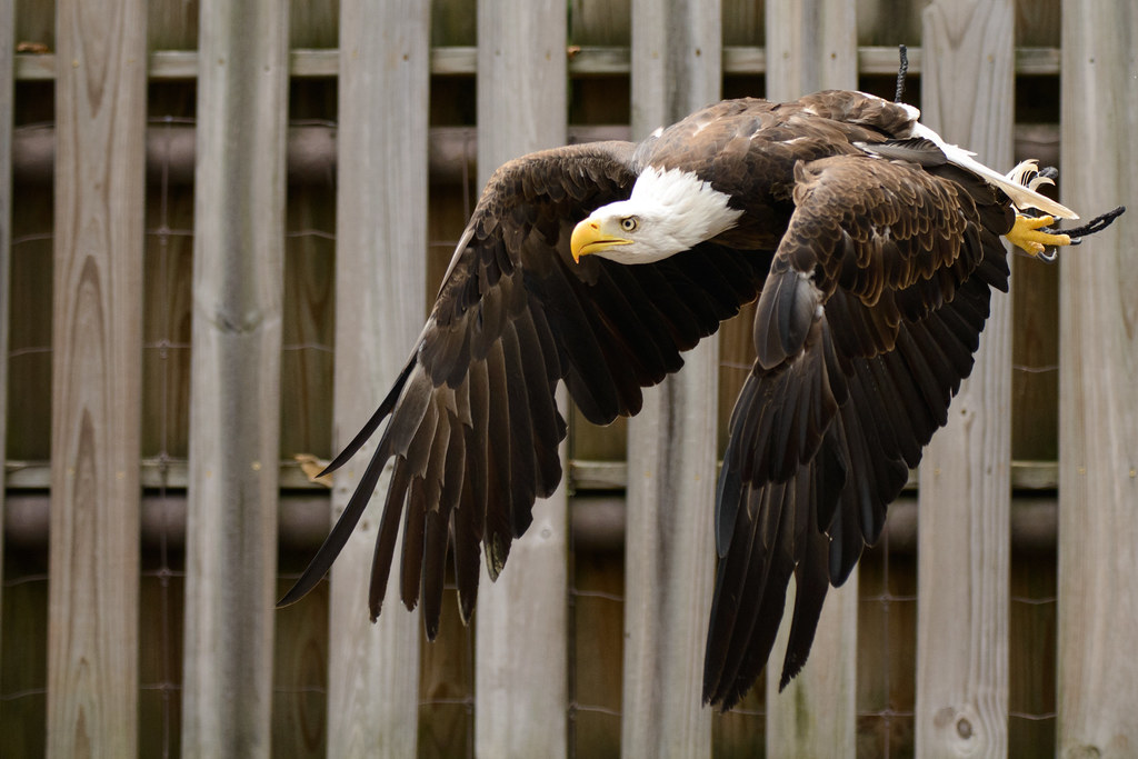 7 Birds of Prey That Hunt at Sea Like Sharks - bird-life.com
