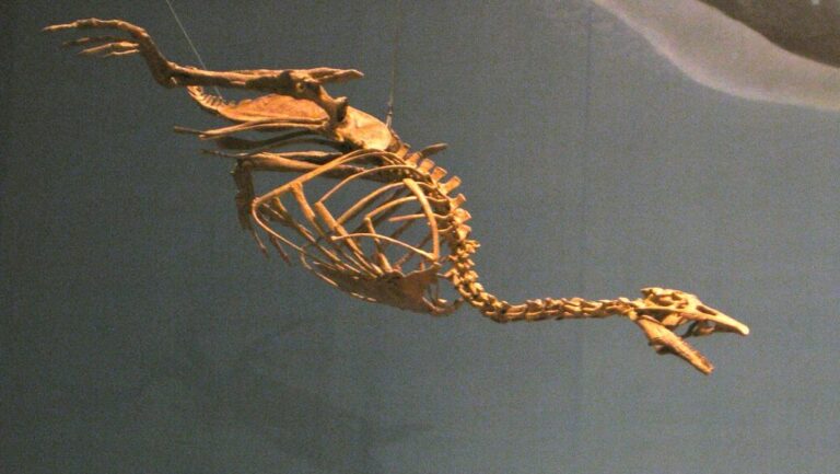Why Some Prehistoric Birds Had Teeth And What They Ate - bird-life.com