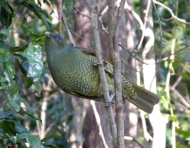 How the Bowerbird Uses Architecture to Find Love - bird-life.com