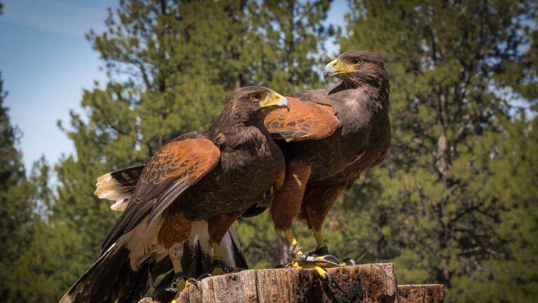 Wolves of the Sky — 5 Raptors That Hunt in Coordinated Packs - bird ...