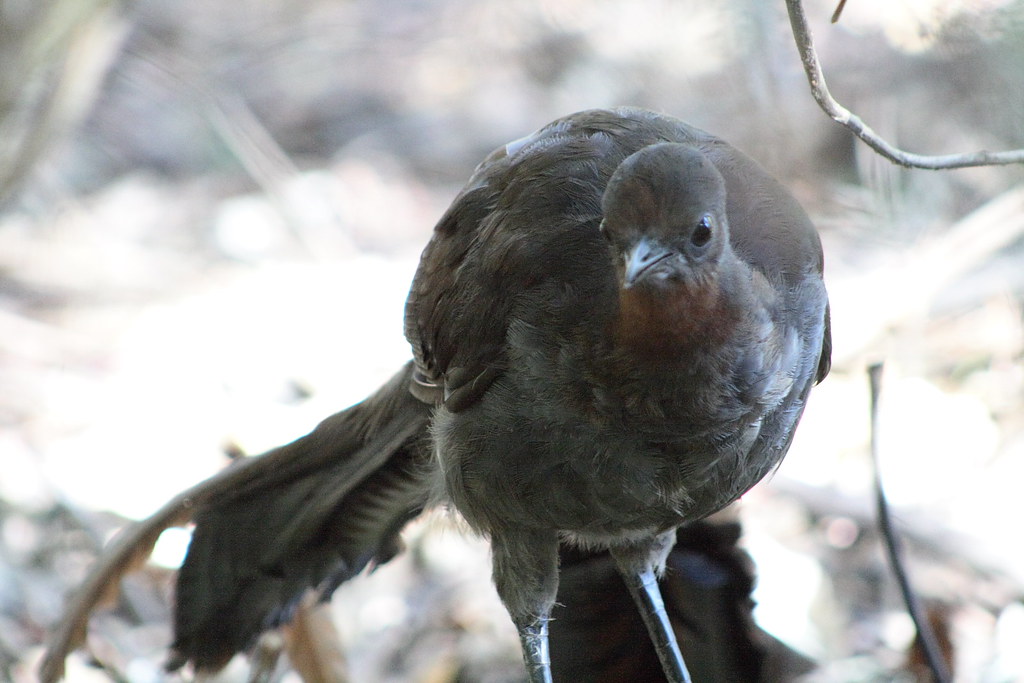 How the Lyrebird Became the World's Best Impersonator - bird-life.com