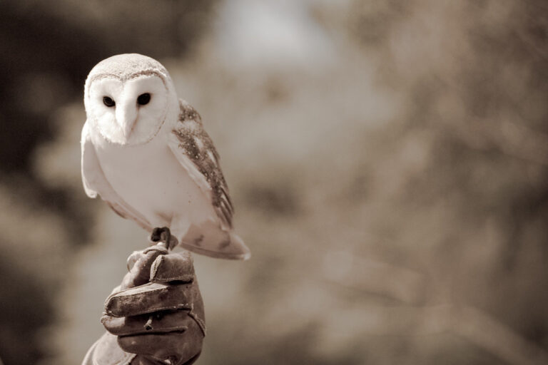 They Twist Like No Other — 5 Owls With Jaw-Dropping Flexibility - bird ...