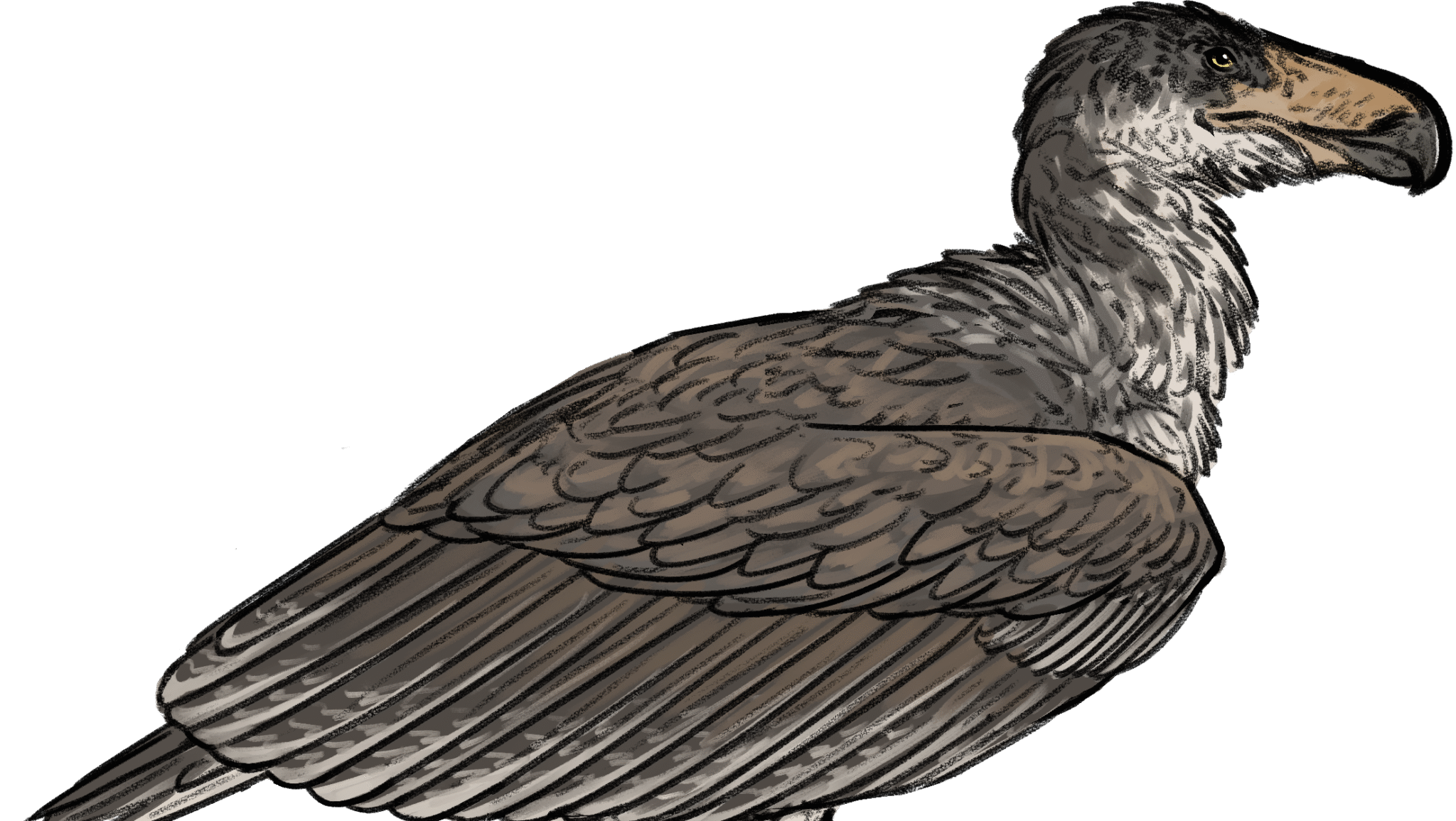 Winged Giants of the Ice Age — Where They Ruled and Why - bird-life.com