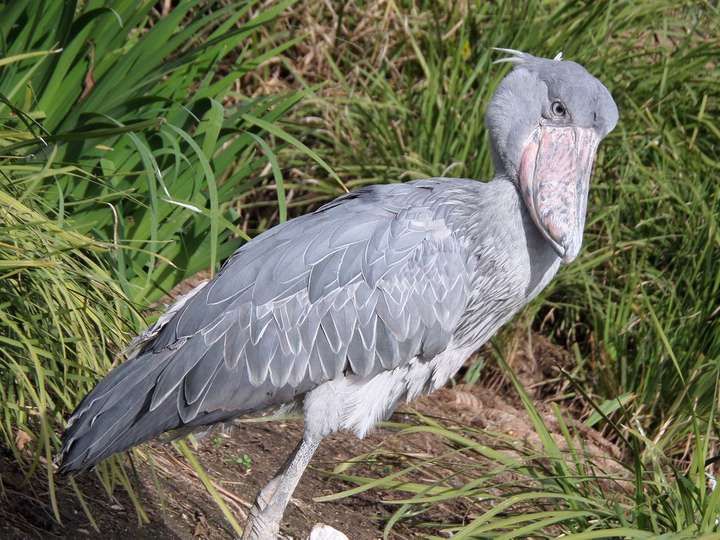 5 Birds That Look Like They're From Another Planet - bird-life.com