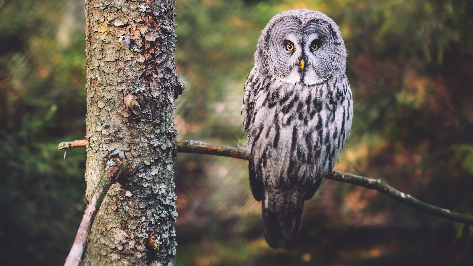 Inside the Life of an Owl: Hunting, Nesting, and Nighttime Secrets ...