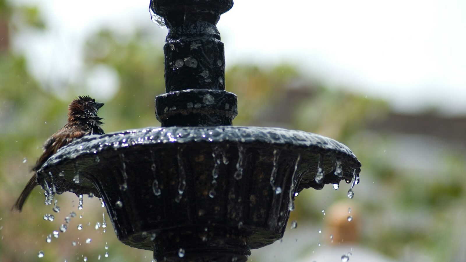 How to Make a Bird-Friendly Water Fountain - bird-life.com