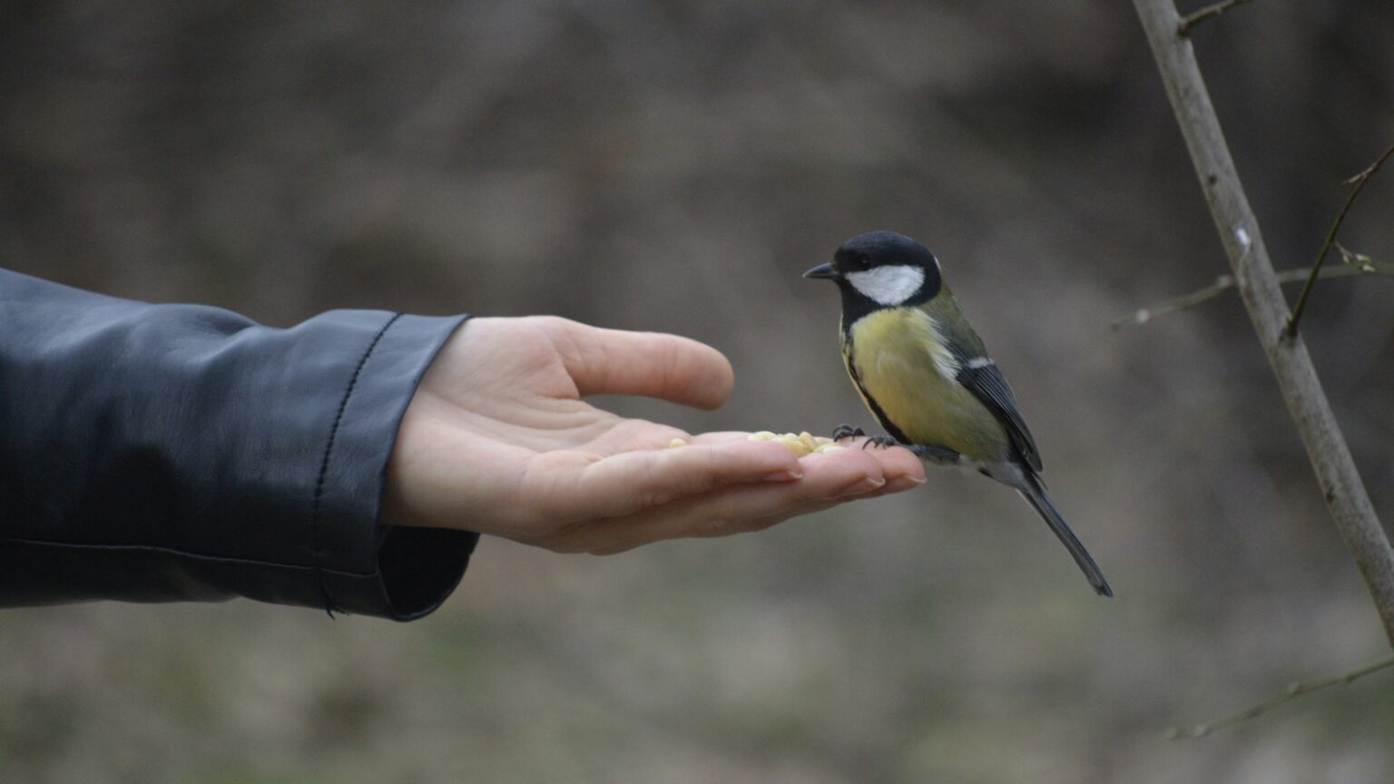 How to Get Birds to Eat From Your Hand Without Scaring Them Off - bird ...