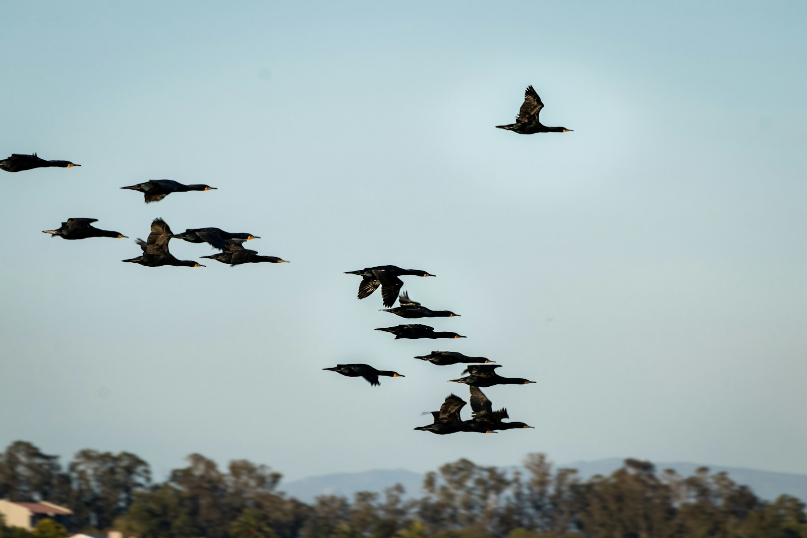 Critical Migration Pit Stops — 8 Places That Keep Birds Alive - bird ...