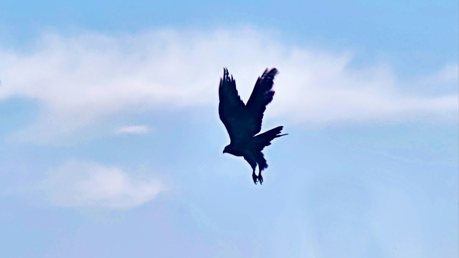 From a Hawk’s Eye View This Is What the World Looks Like - bird-life.com
