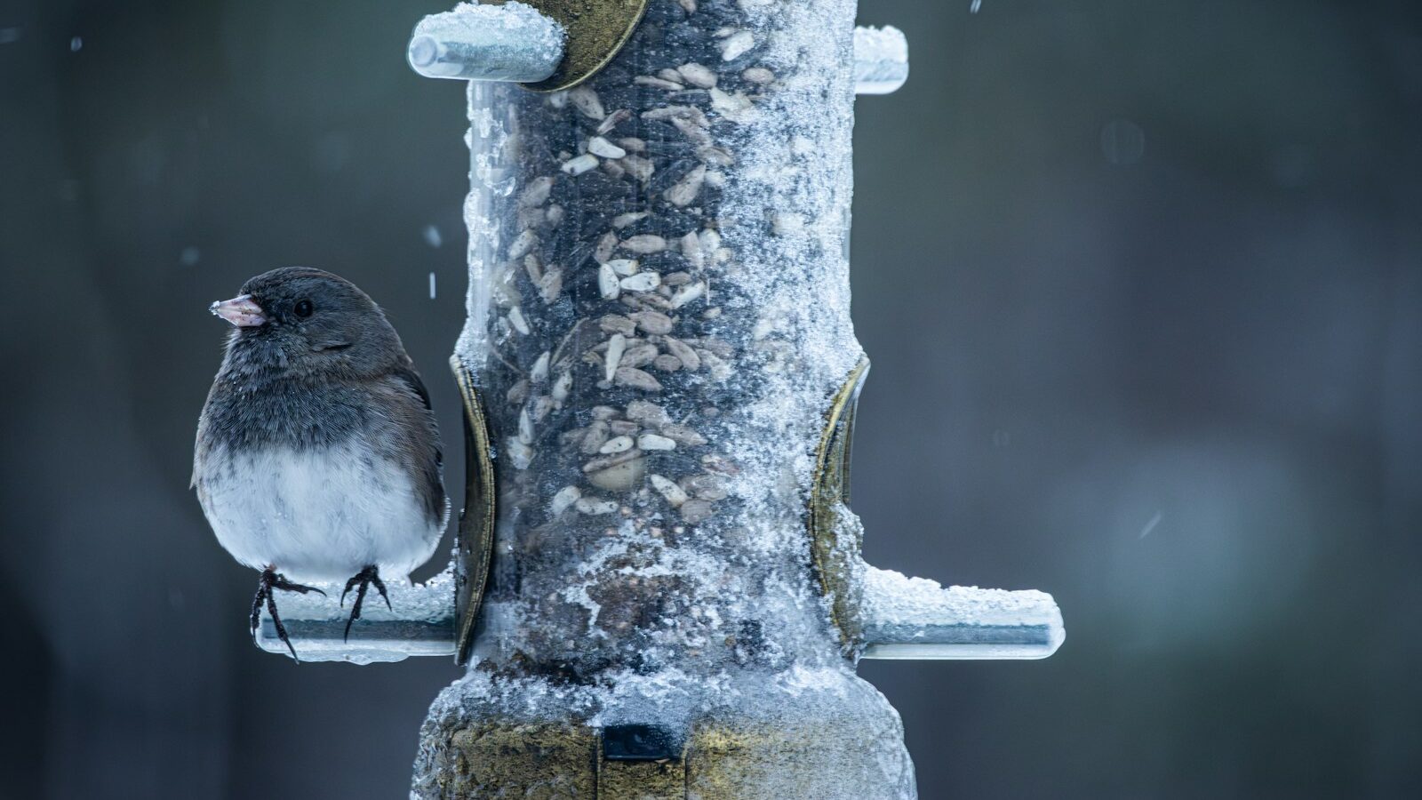 The Best Feeder Setup for Winter Weather - bird-life.com