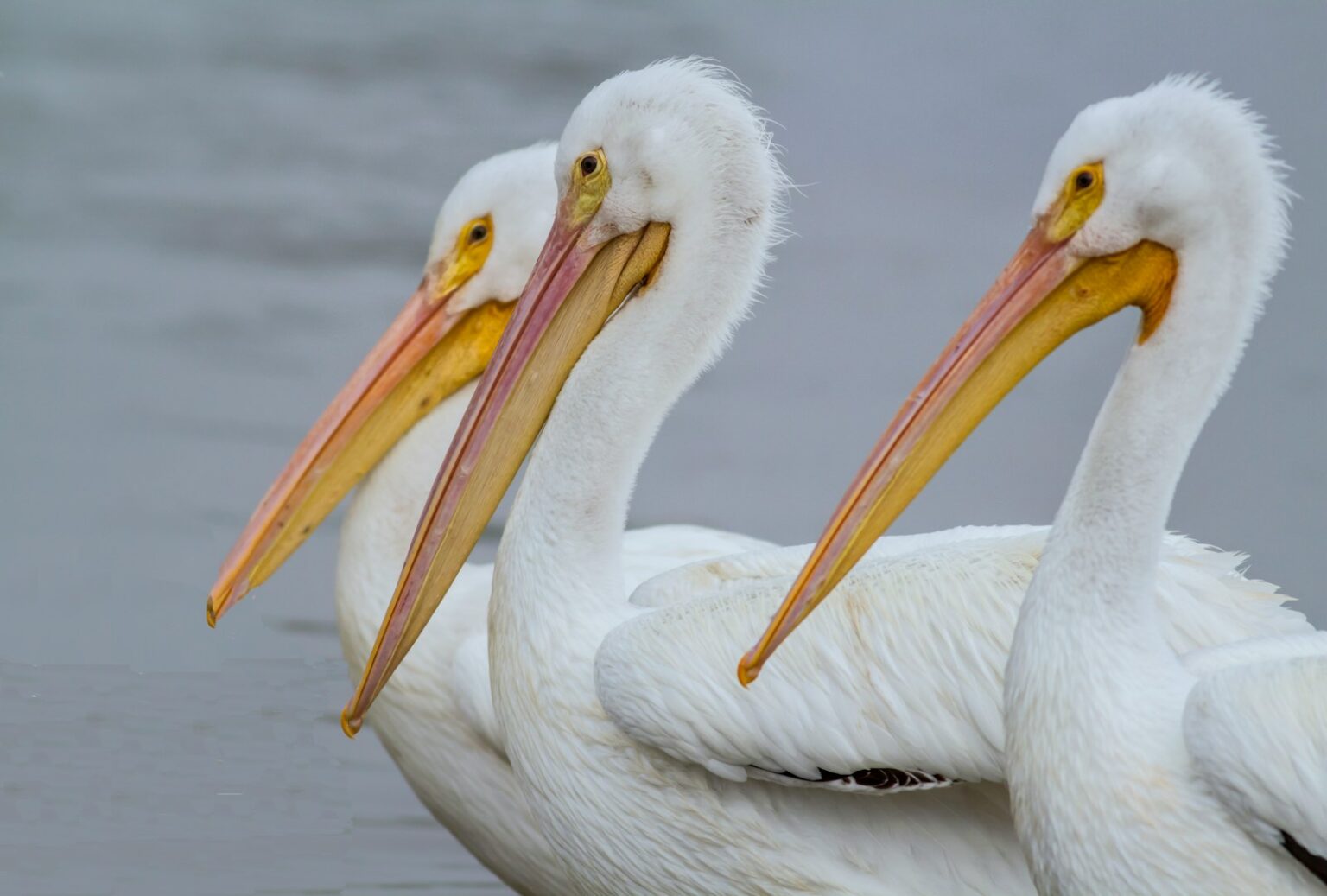 Top 10 Birds With the Most Unusual Beaks in the World - bird-life.com