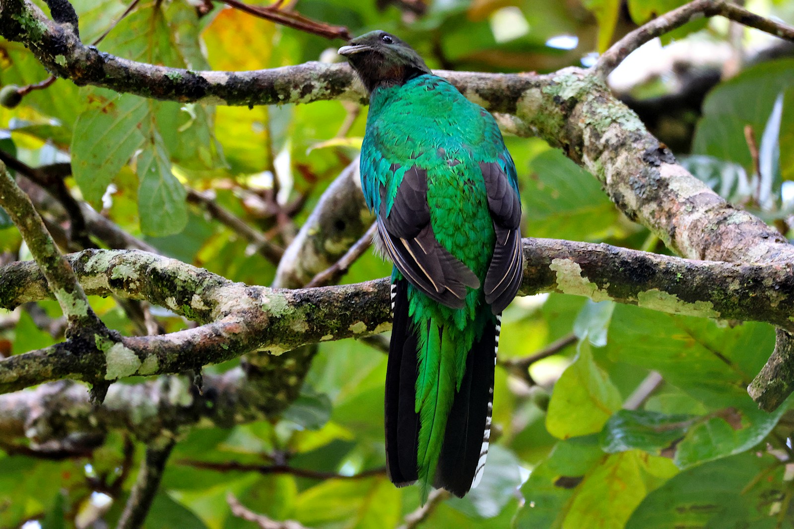 Why the Resplendent Quetzal Was a Sacred Icon - bird-life.com