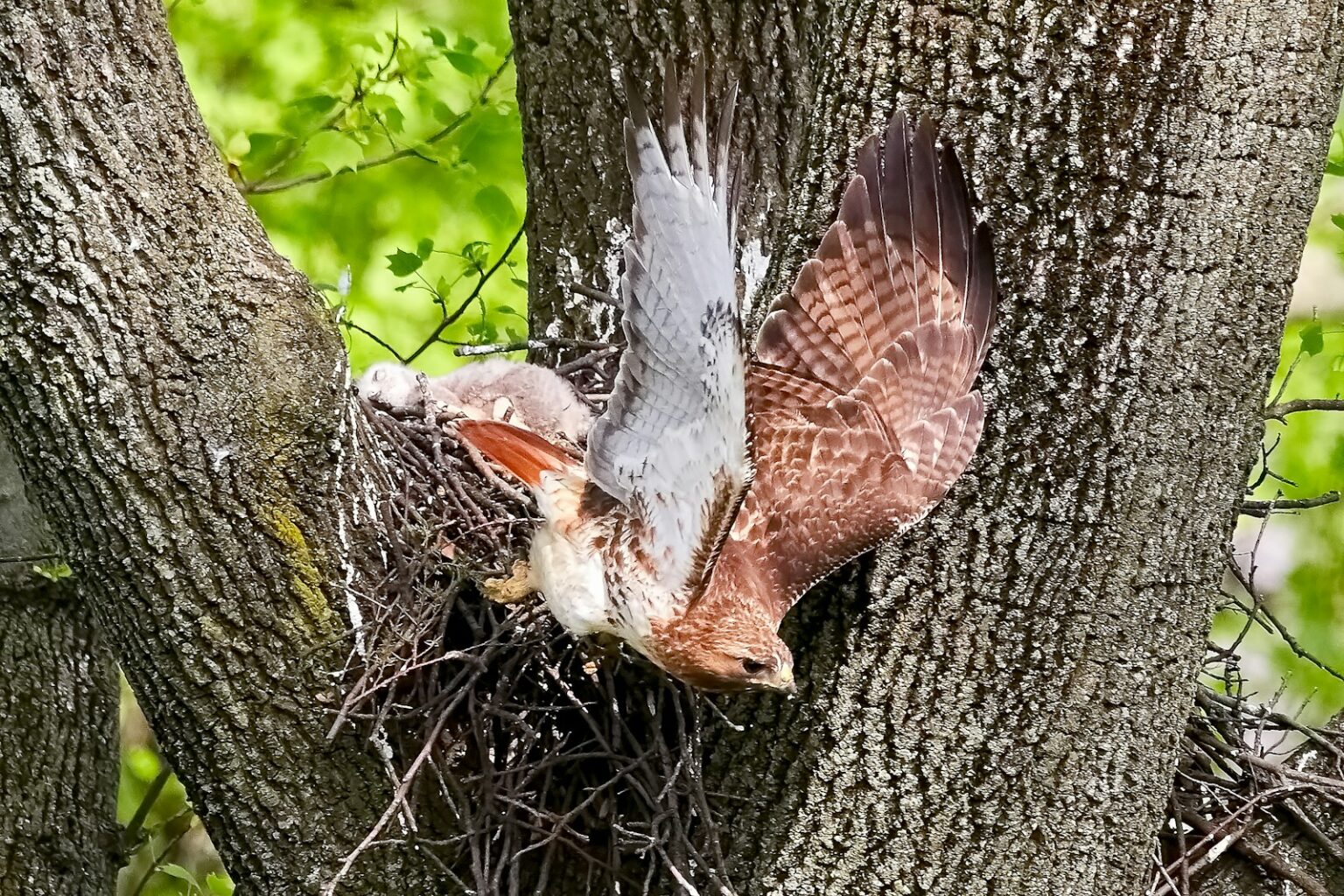 How Hawks Raise Their Young — From Eggs to Apex Predators - bird-life.com
