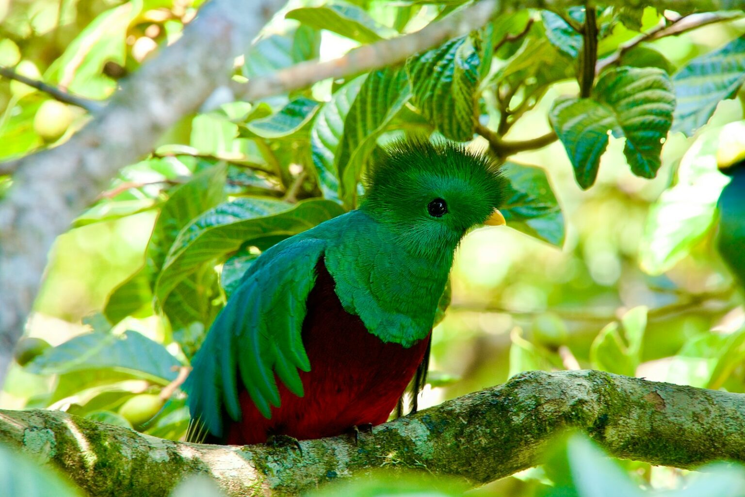 Why the Resplendent Quetzal Was a Sacred Icon - bird-life.com