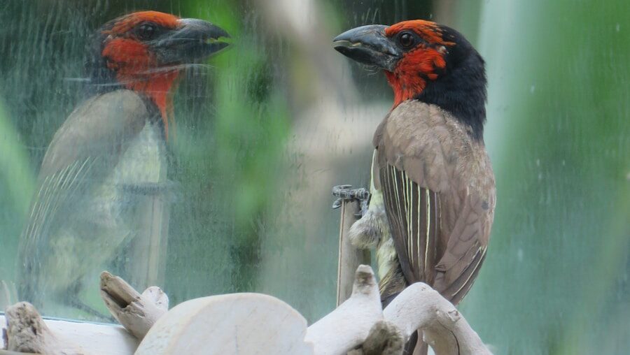 Why Birds Keep Looking at Their Reflection - bird-life.com