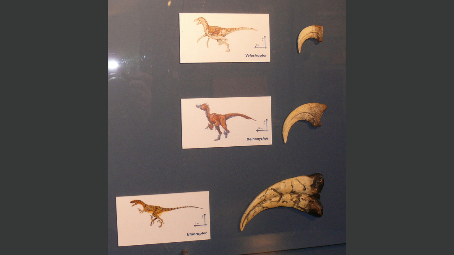 This Feathered Giant Hunted Like a Velociraptor - bird-life.com